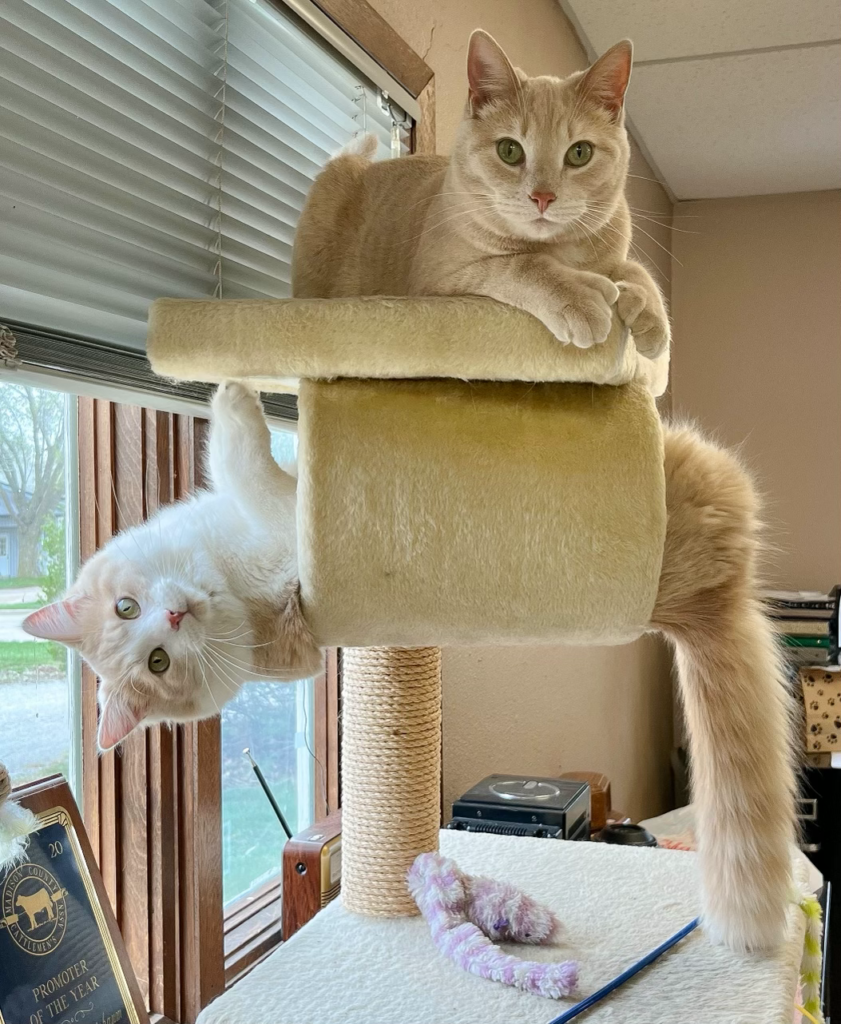 Why is my cat still hacking? | Winterset Veterinary Center